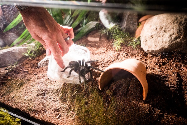 Museum welcomes two new tarantulas | Canterbury Museum