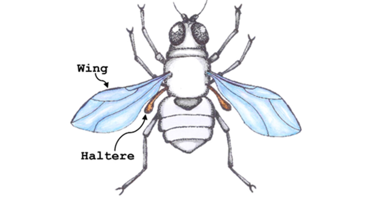 Oh the fly-rony. Aotearoa's flightless flies | Canterbury Museum