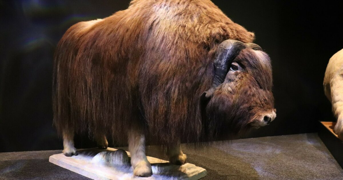 When Evolution Springs a Surprise | Canterbury Museum