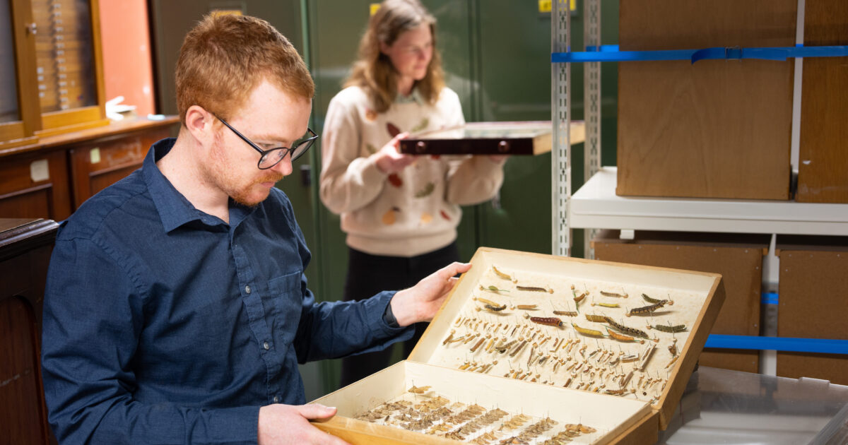 Insect Curator Talks | Canterbury Museum