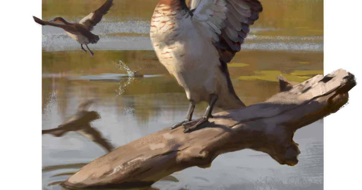 Dead Duck Divides Dates for Fossil Finds | Canterbury Museum