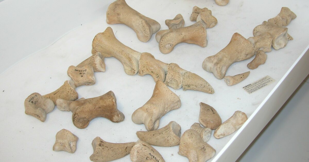 Moa Moulds at the Museum | Canterbury Museum