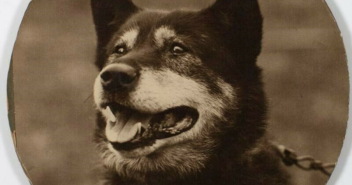 Osman, Scott's Best Sledge Dog | Canterbury Museum
