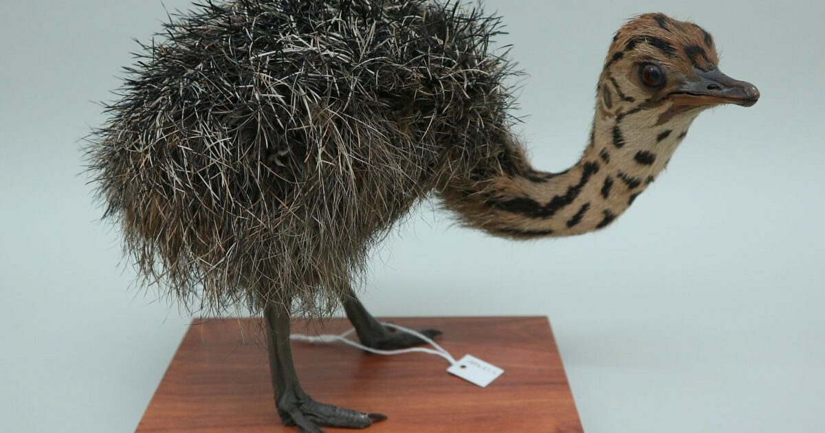 The Ostrich Farm in Merivale | Canterbury Museum
