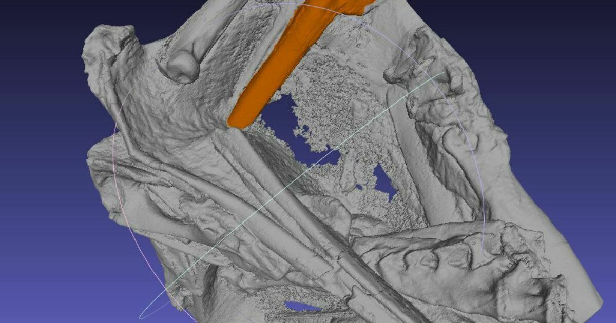 Studying ancient penguins at a nuclear reactor | Canterbury Museum