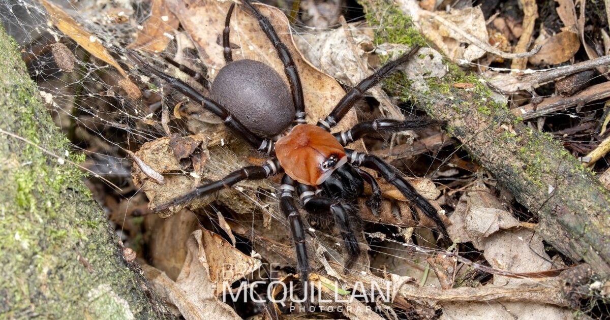 The Complex Web of Spider Origins | Canterbury Museum
