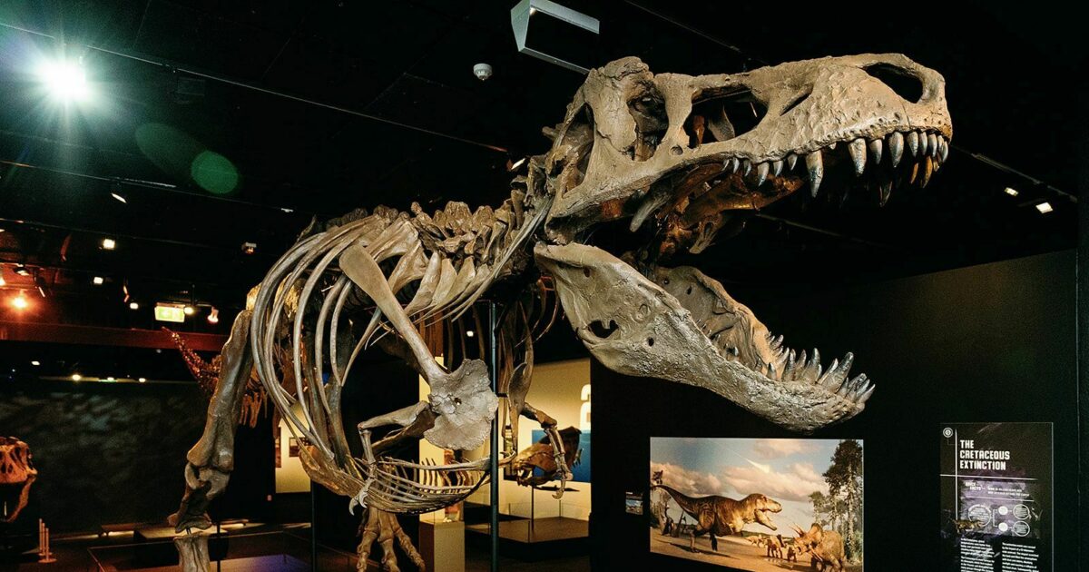 Six Extinctions | Canterbury Museum