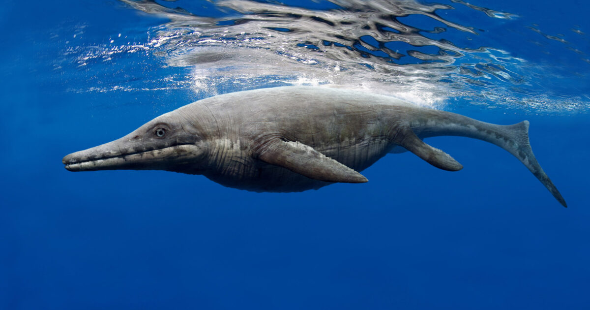 Dinosaur dolphins survived in NZ long after… | Canterbury Museum