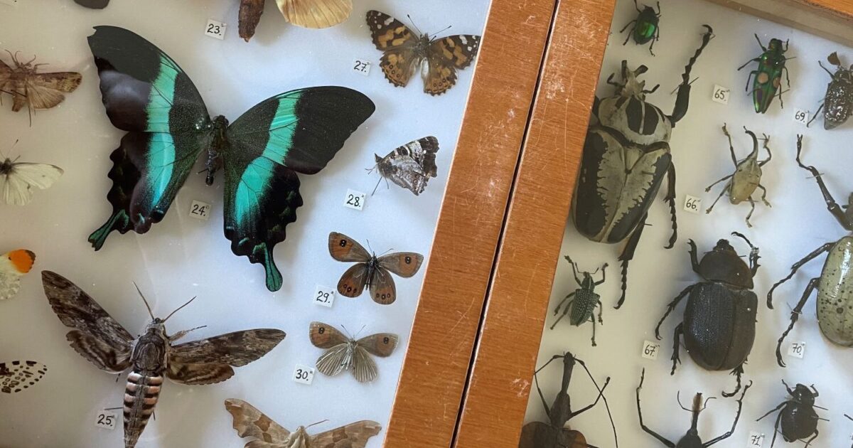 Mini Beasts Galore | Canterbury Museum